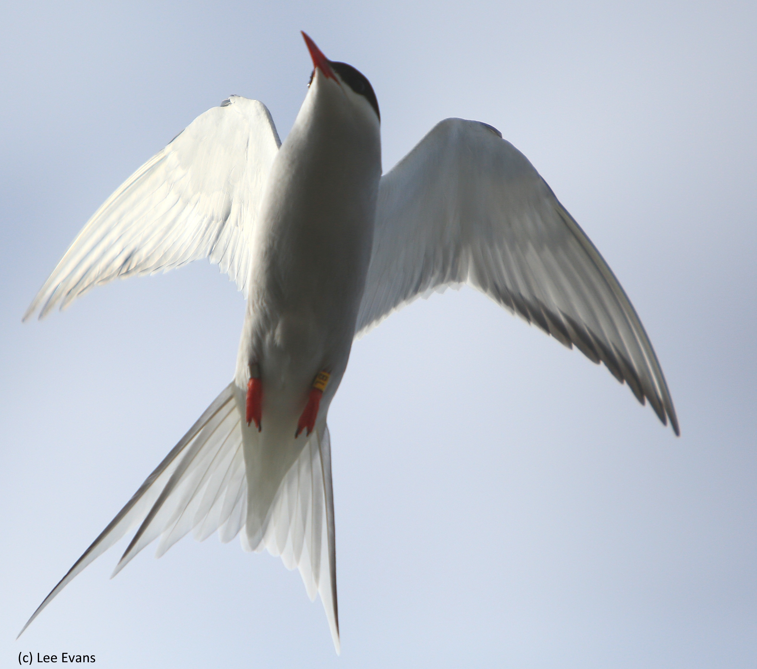 Terns | cr-birding