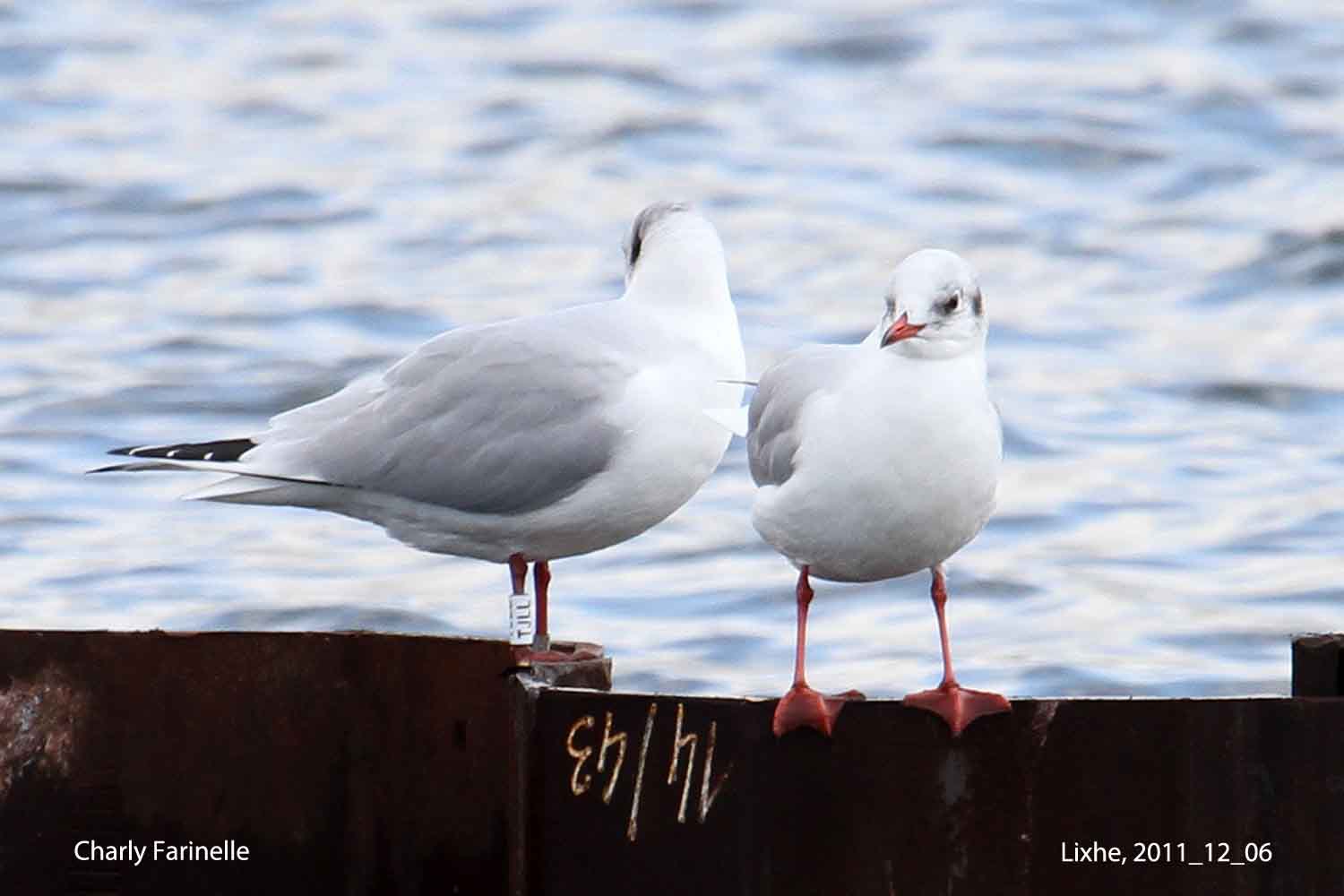 Gulls | cr-birding