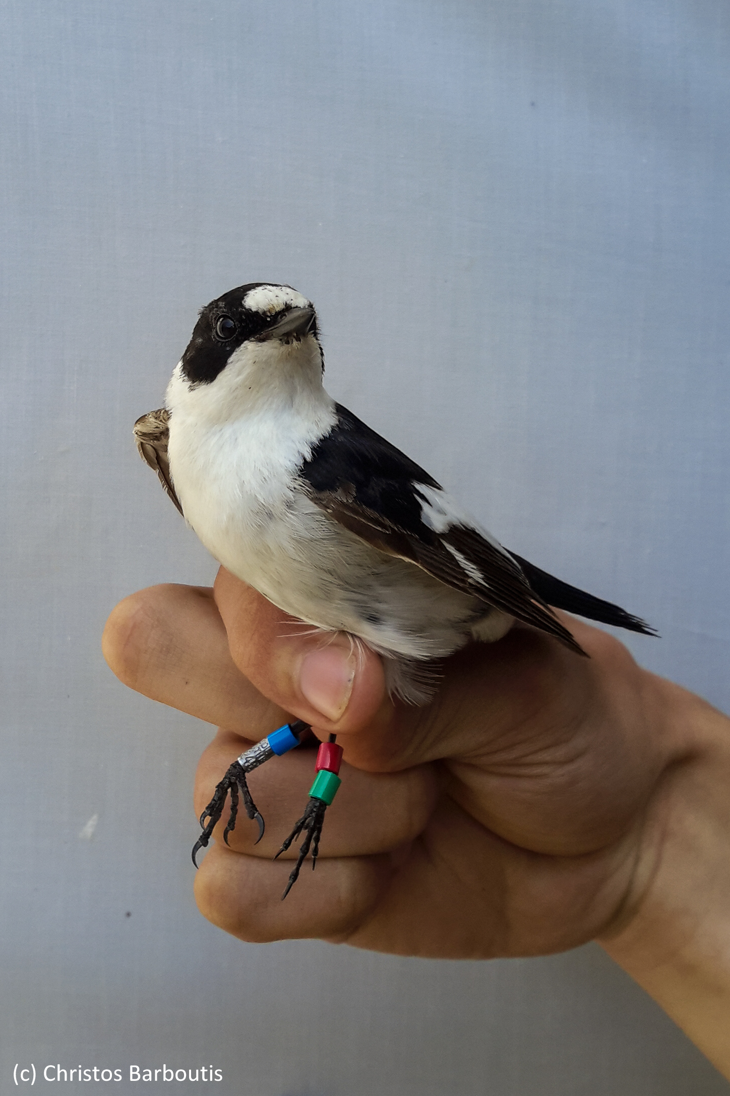 Flycatchers | cr-birding