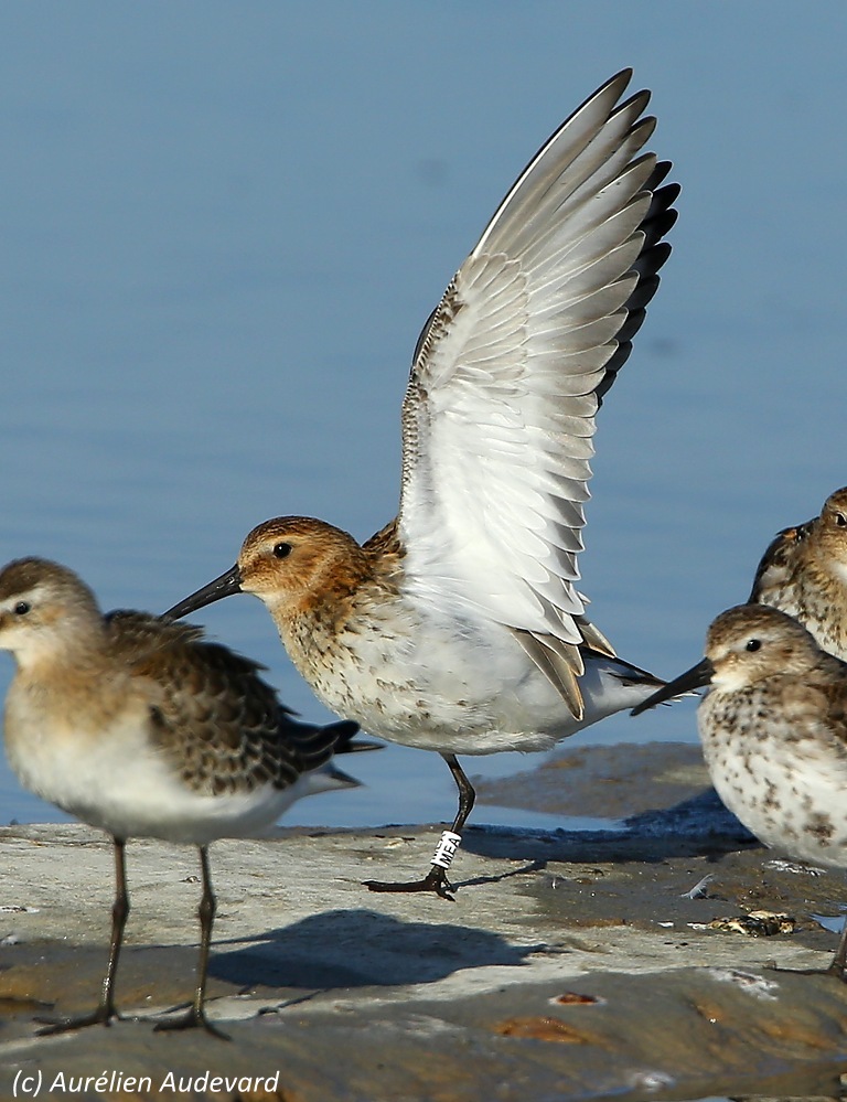 Waders | cr-birding