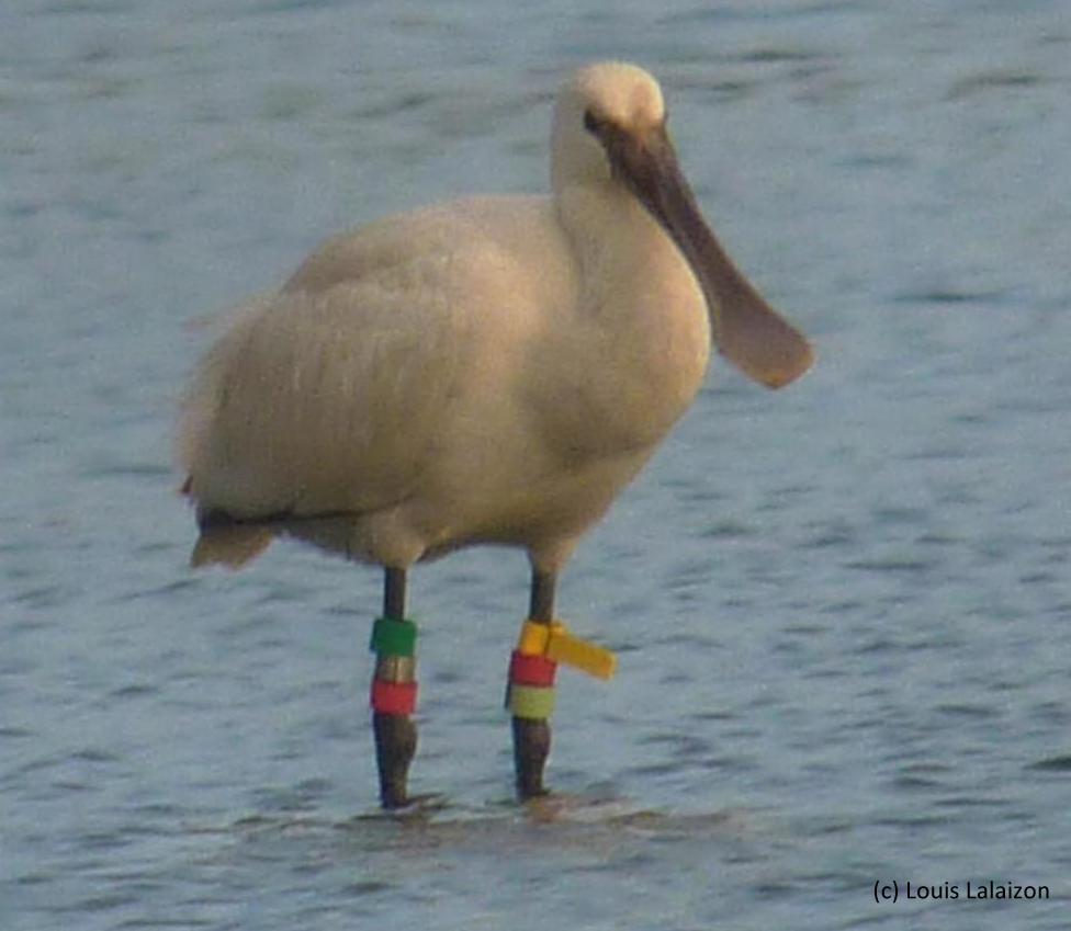 Spoonbills | cr-birding