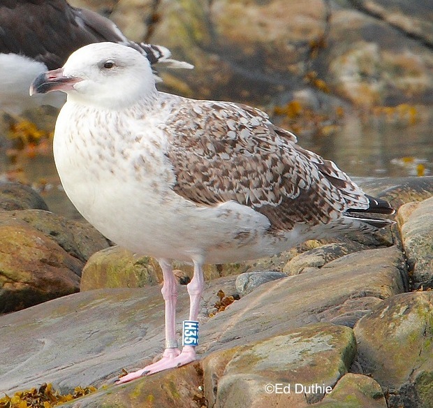Gulls | cr-birding