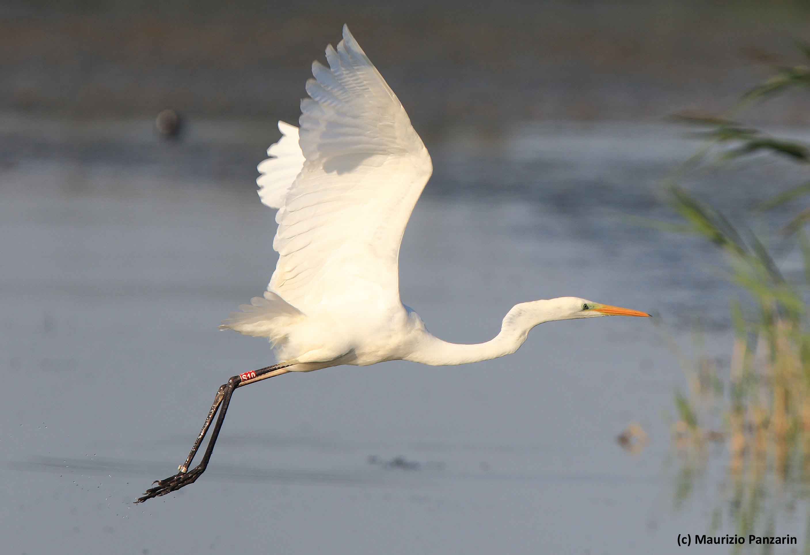 Egrets | cr-birding