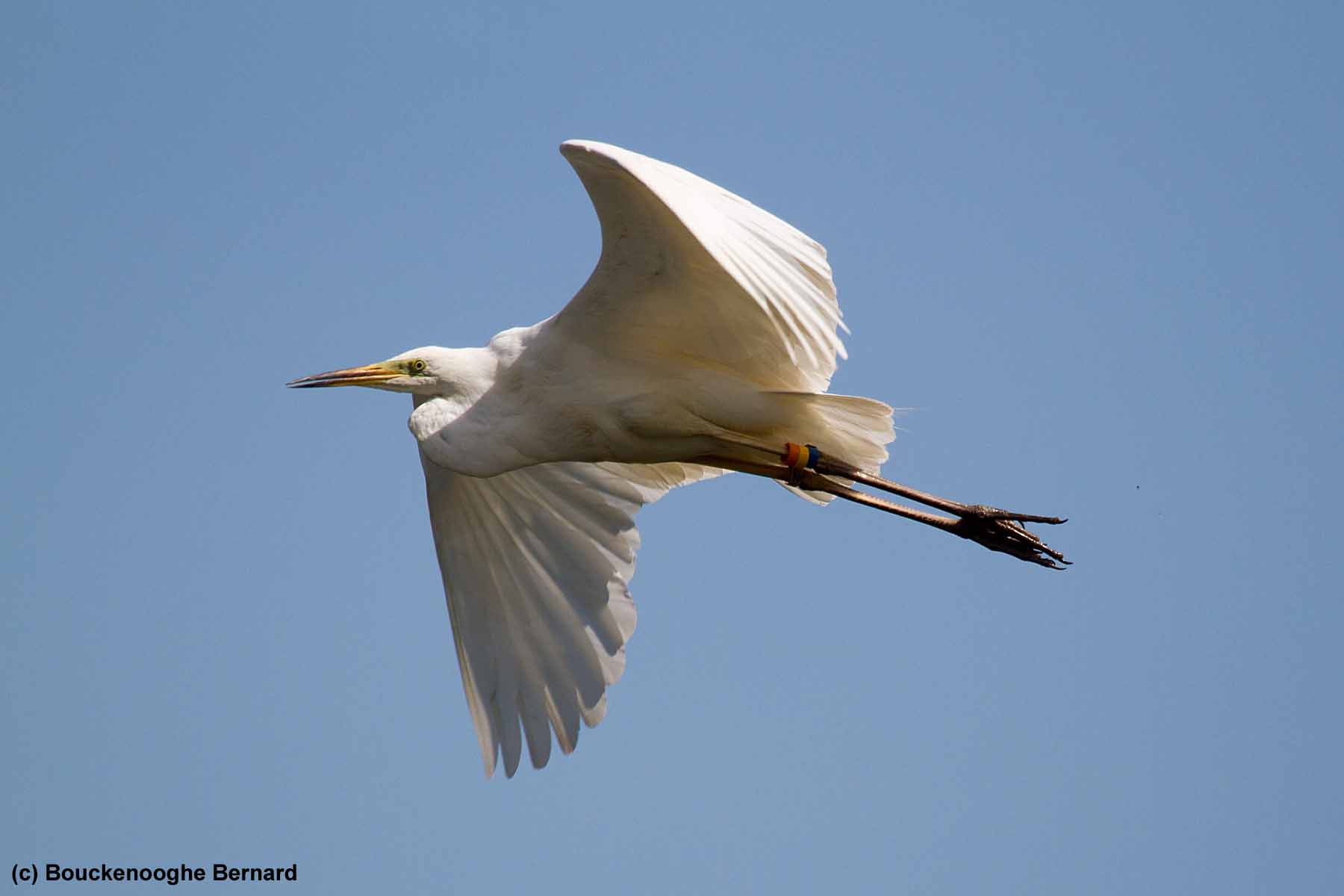 Egrets | cr-birding