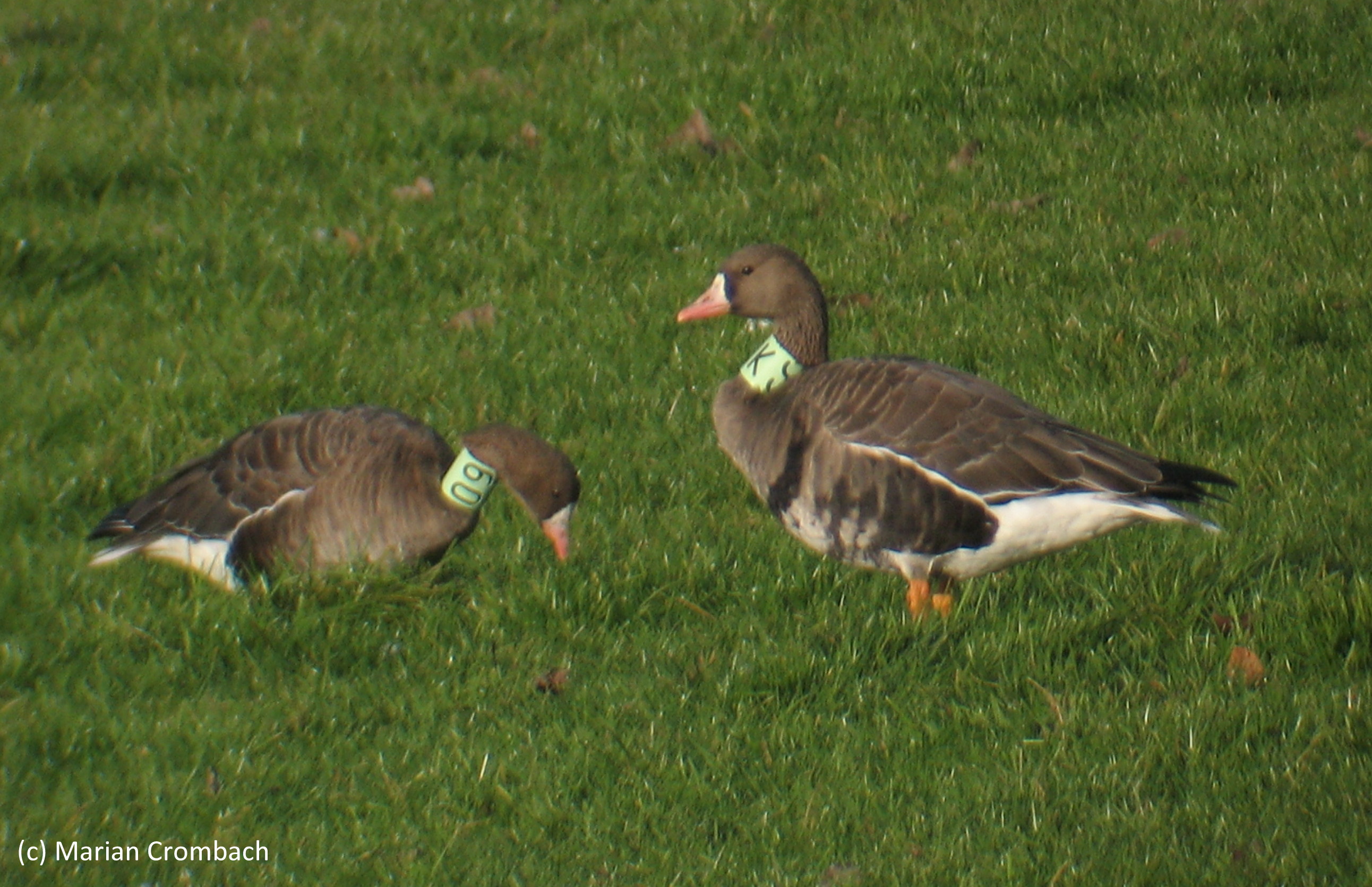 Geese | cr-birding