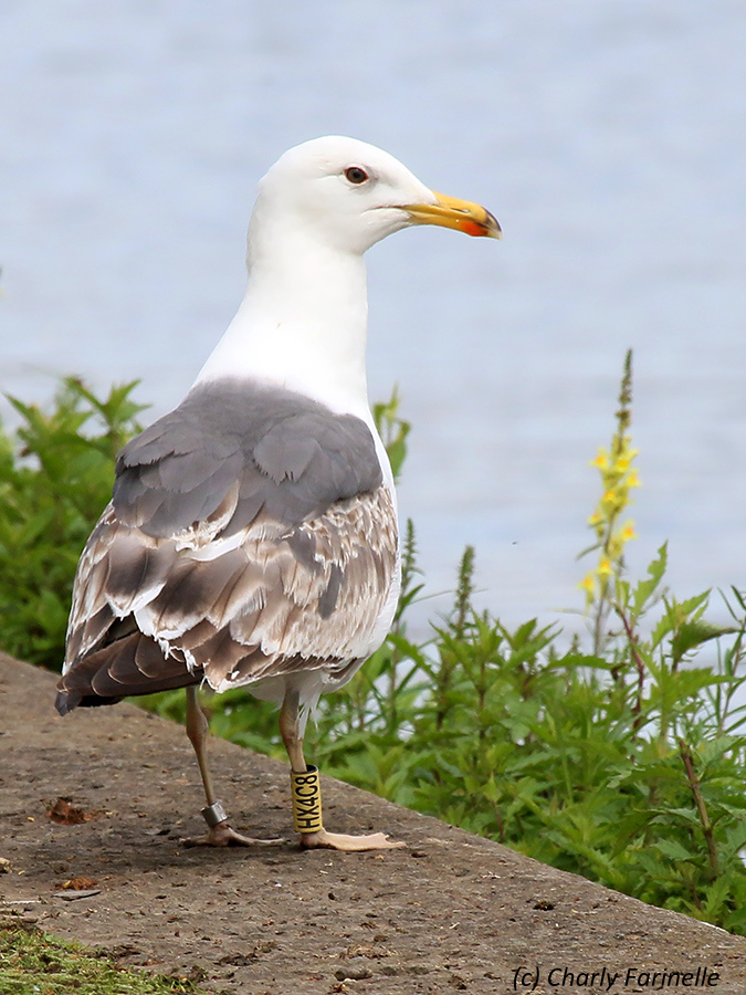 Gulls | cr-birding