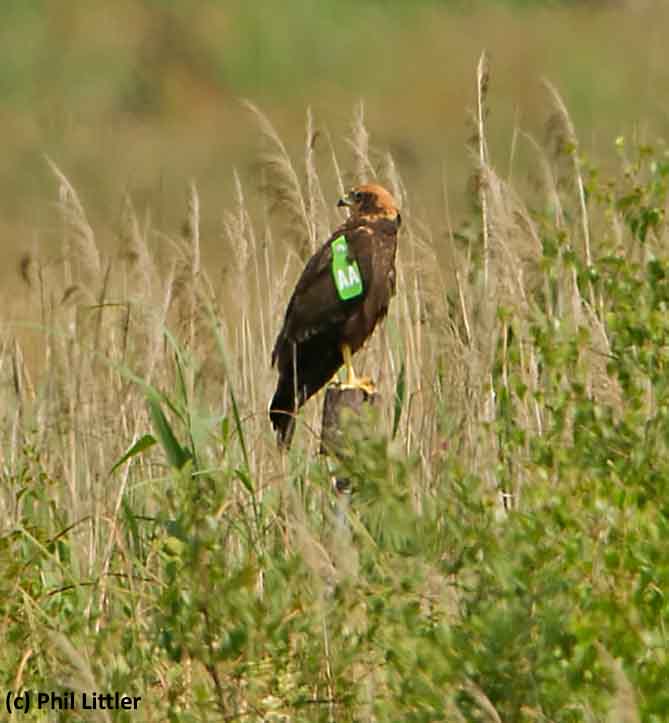 Harriers | cr-birding